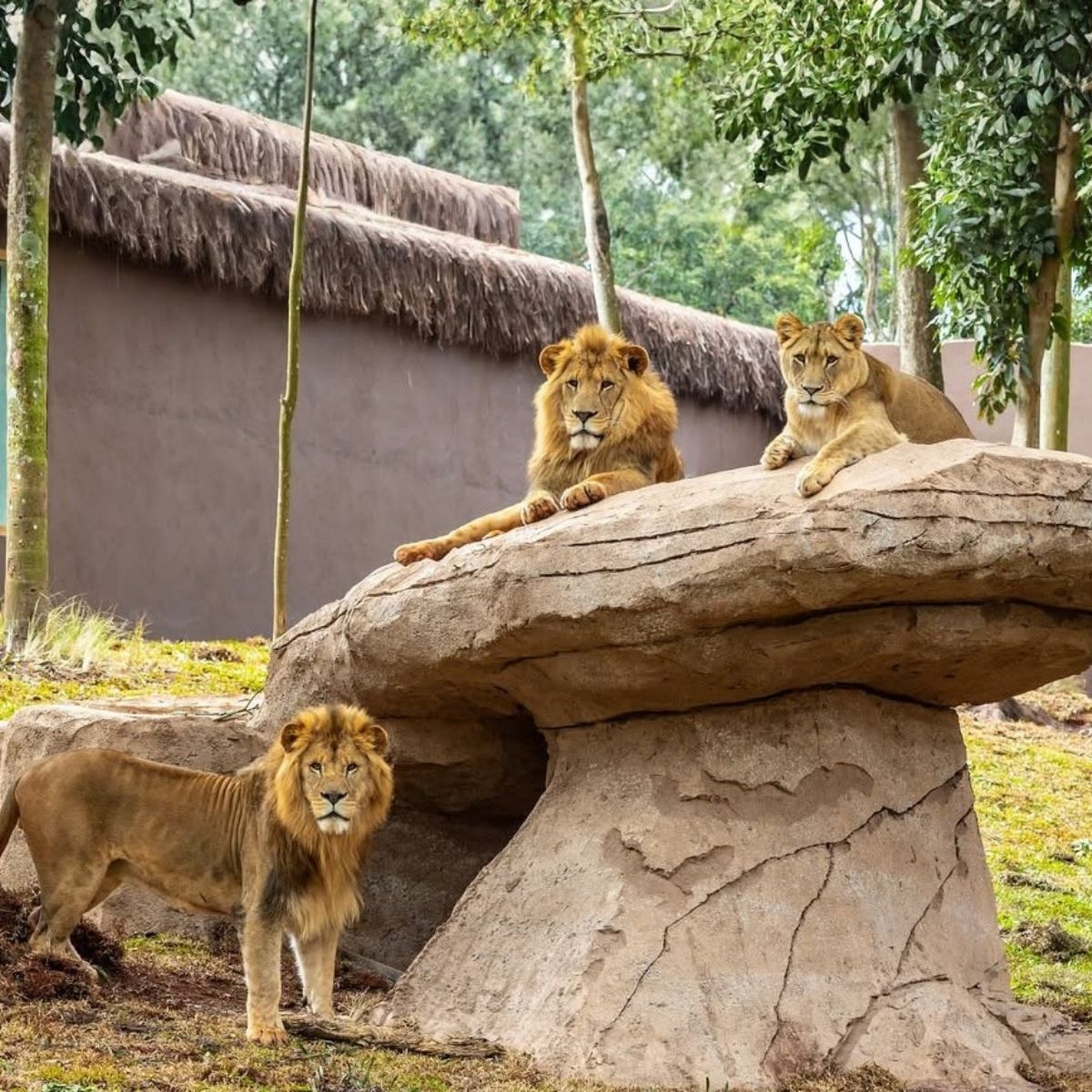 O Simba Safari está de volta!